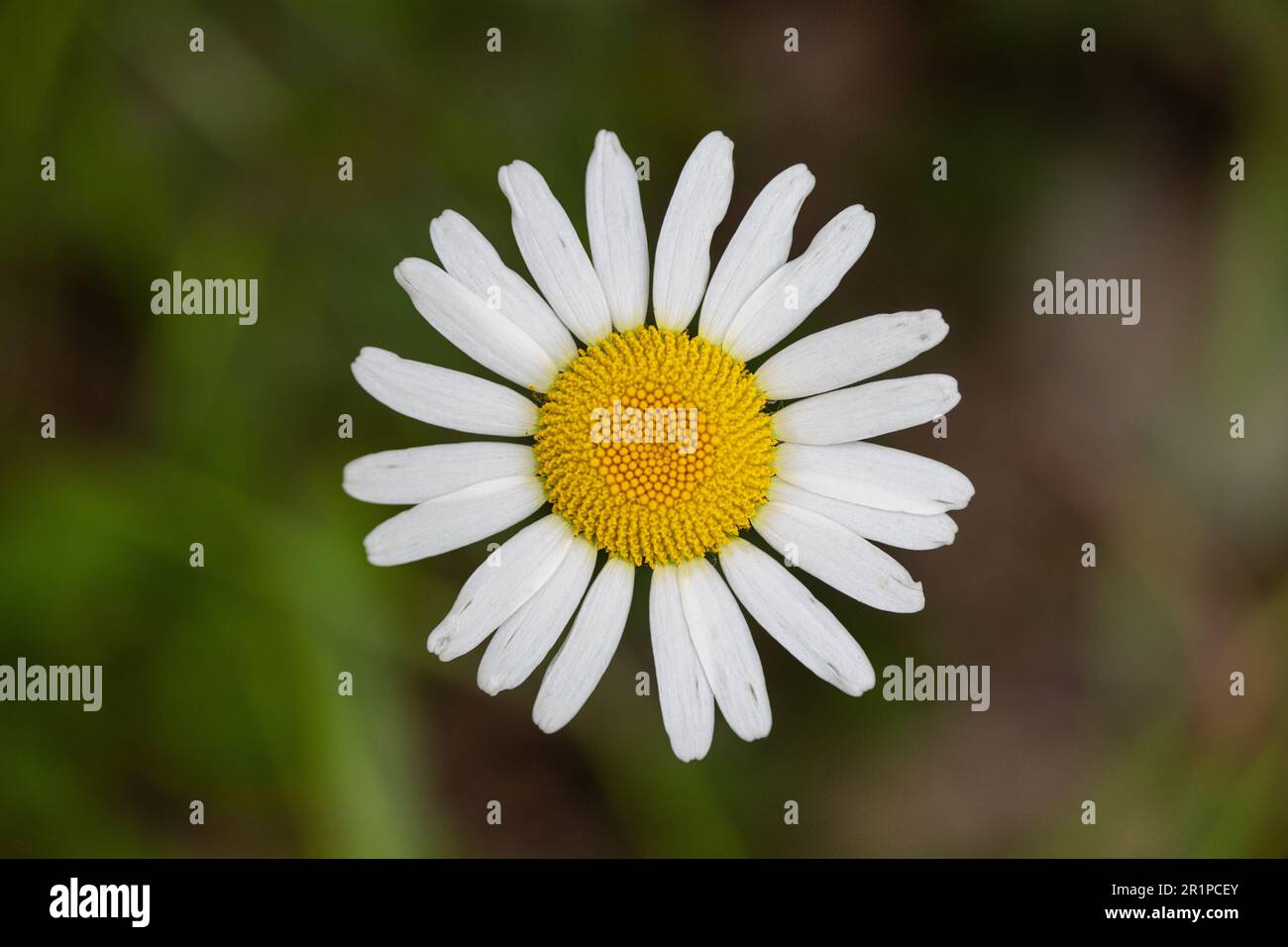 daisy spring flower Stock Photo - Alamy