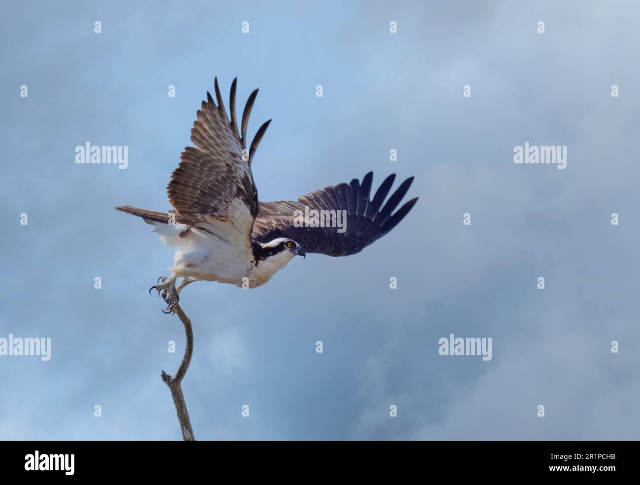 Osprey taking off from a tree isolated against a blue sky in spring ...