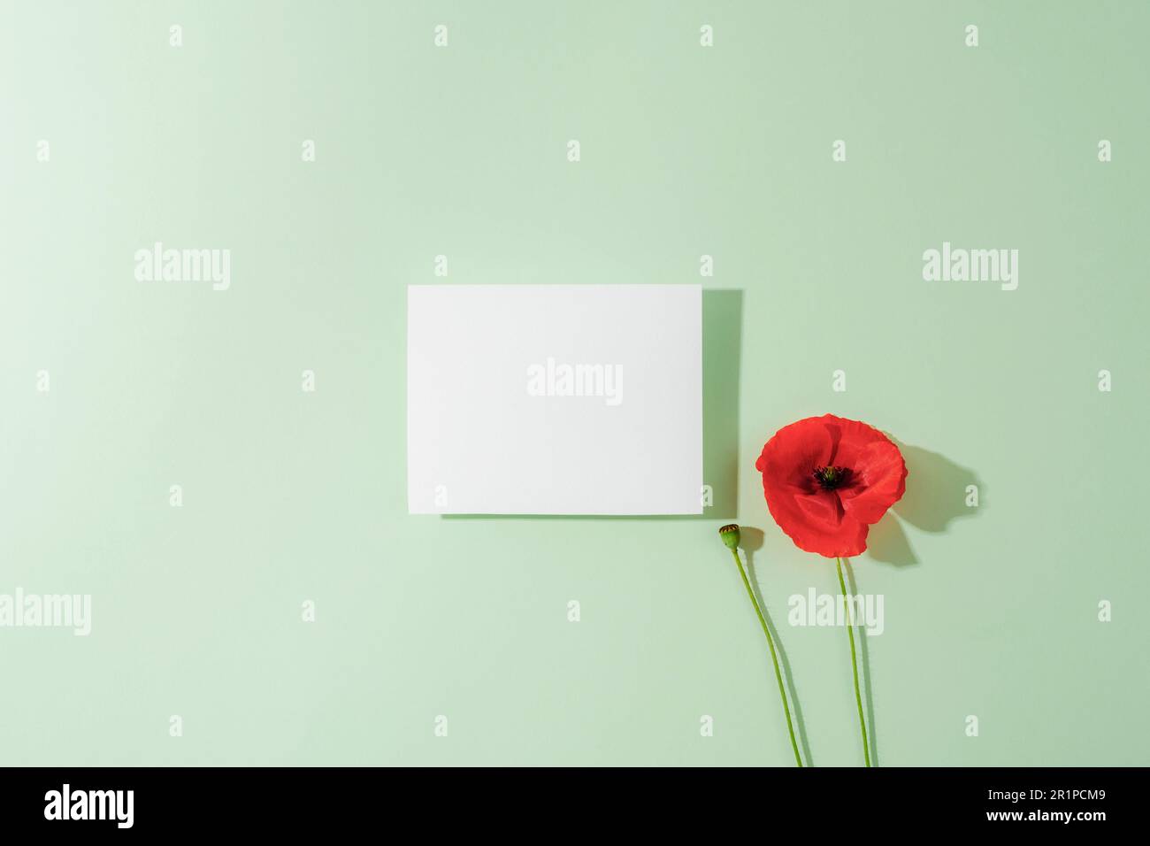Blank card and red poppy flower on light green background with shadows ...