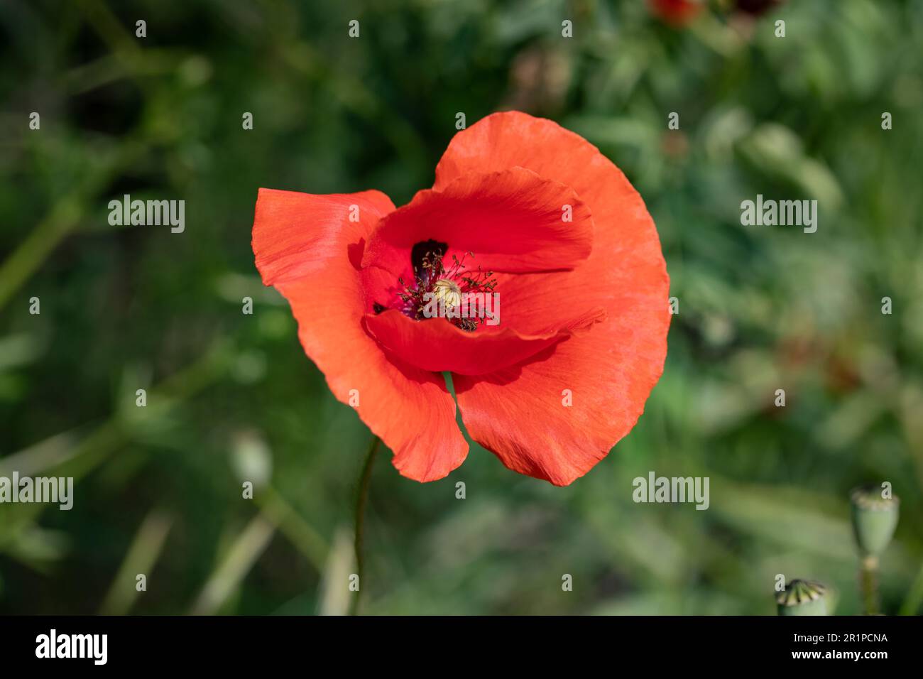 Rough poppy hi-res stock photography and images - Alamy
