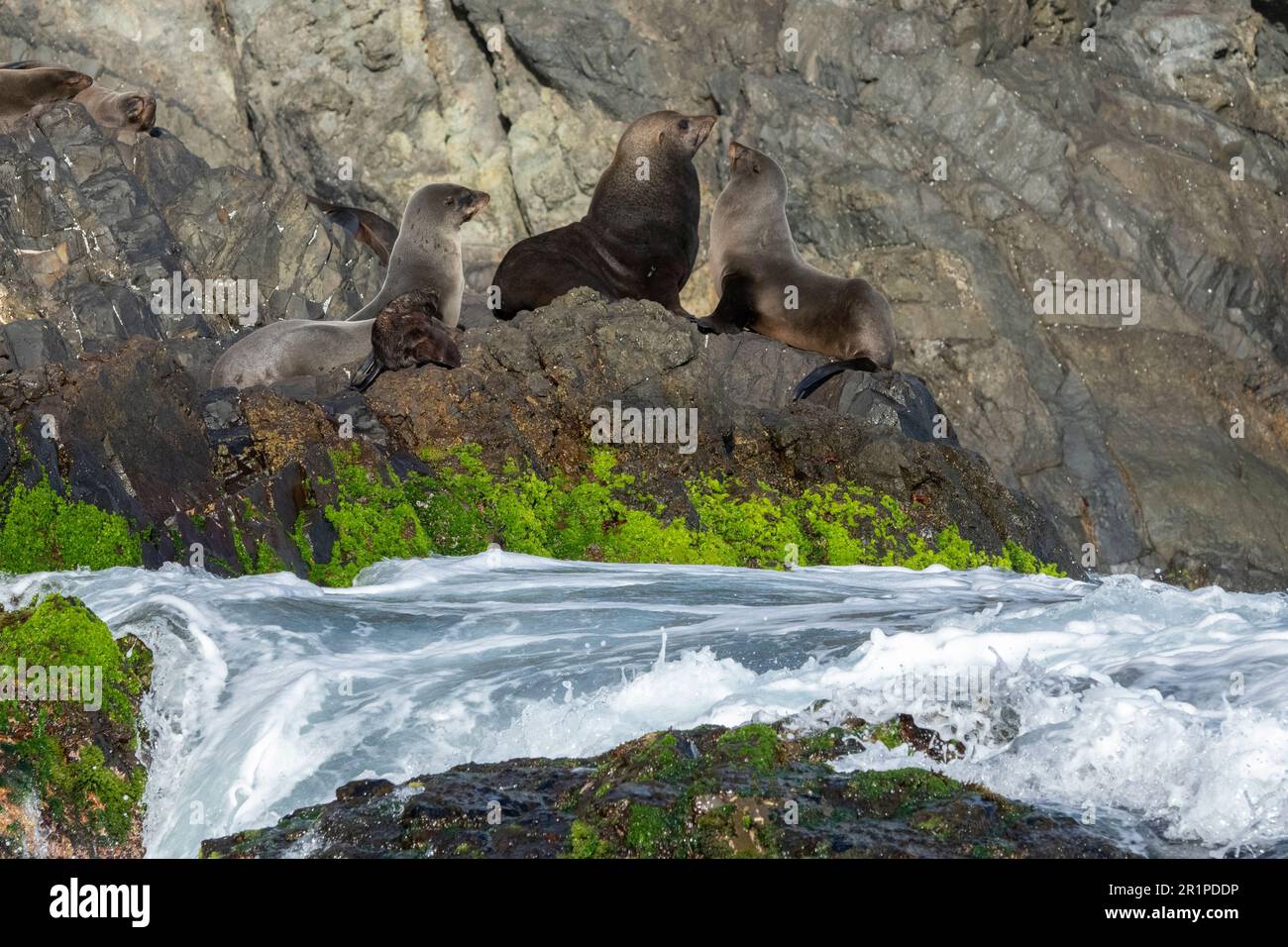 Endemic Breeding Birds Of Juan Fernández Archipelago, Chile – YOUG