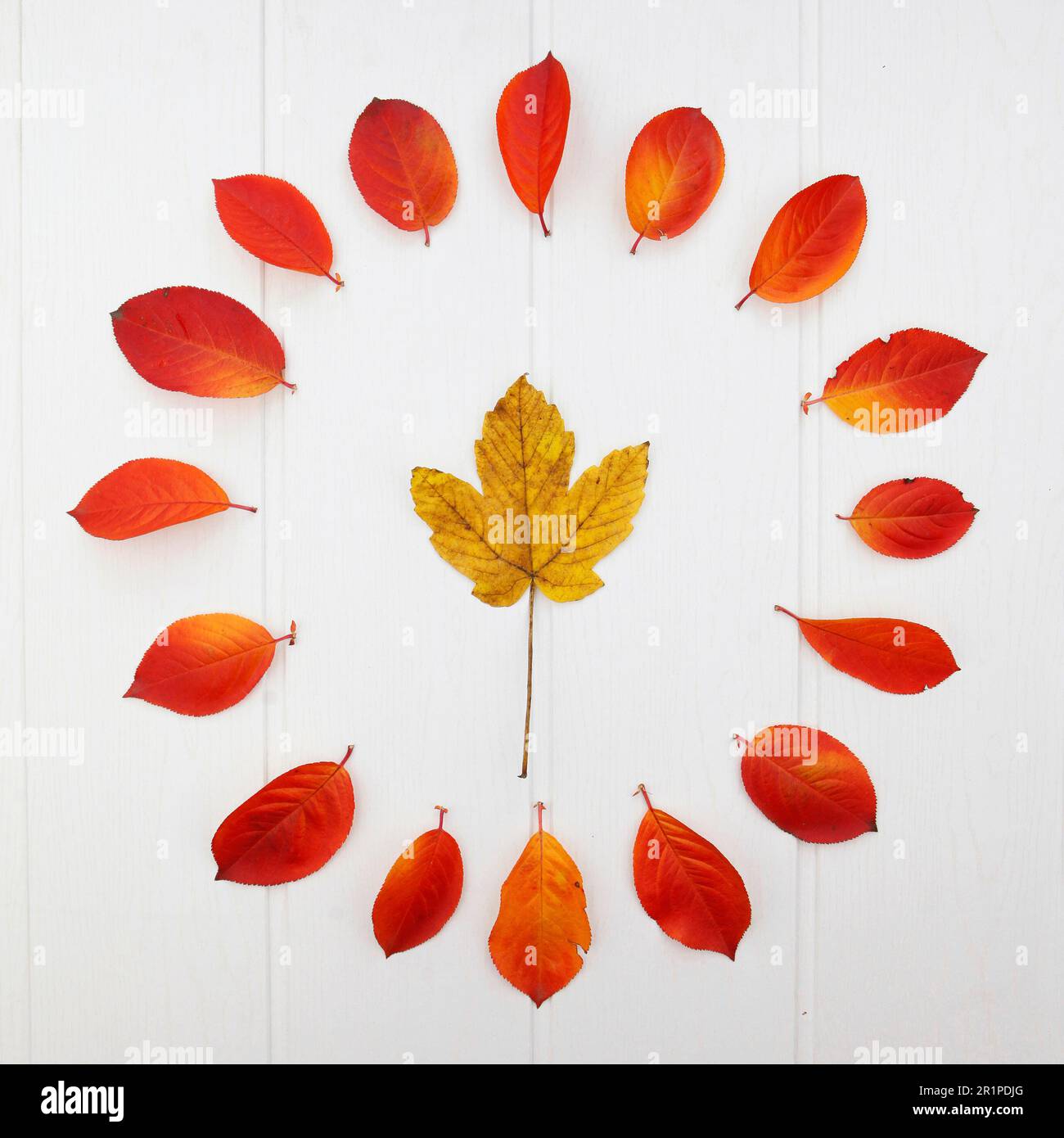 Leaves arrangement hi-res stock photography and images - Alamy