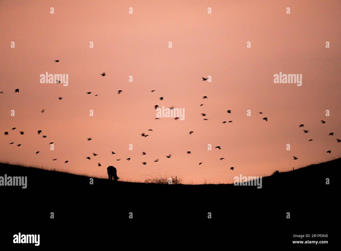 Cow and crows at dusk Stock Photo - Alamy