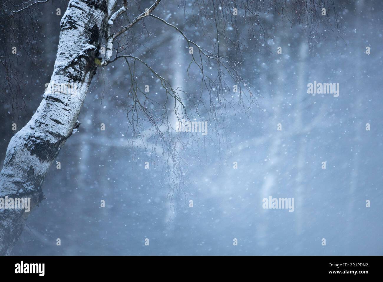 Snowfall in the forest hi-res stock photography and images - Alamy