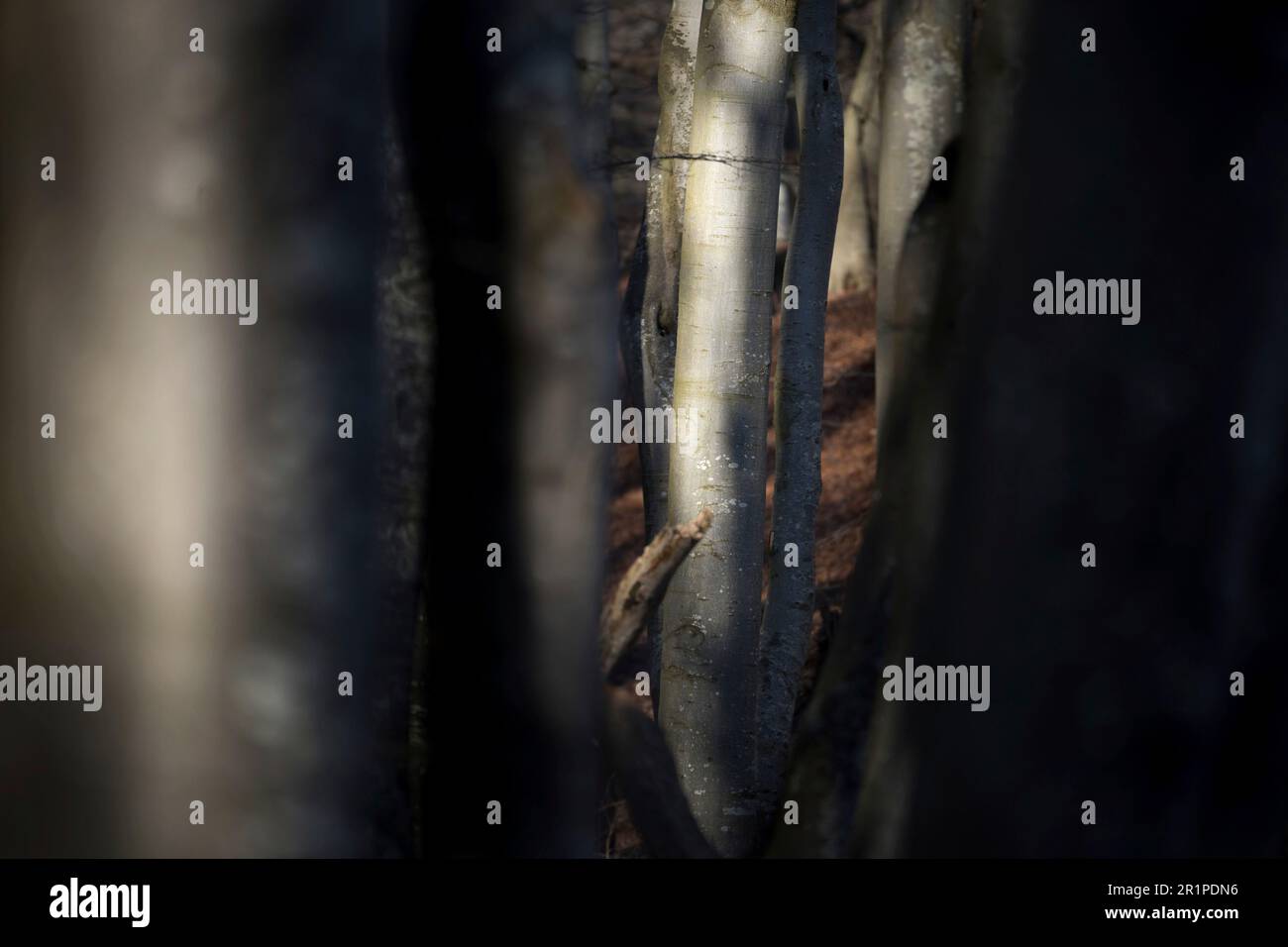 Beech clearing hi-res stock photography and images - Alamy