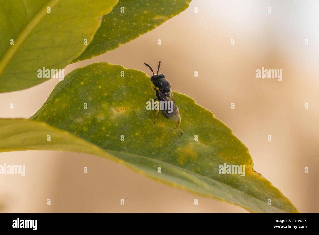 Brachymeria femorata, Chalcidid Wasps Stock Photo - Alamy