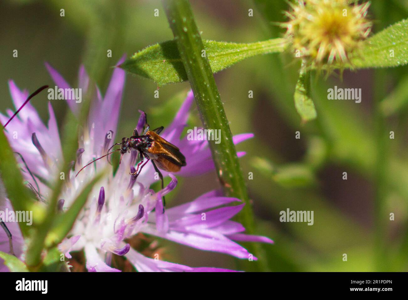 Oedemera simplex, False Blister Beetles Stock Photo - Alamy