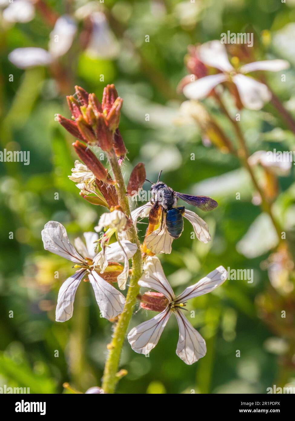 Violet winged mining bee hi-res stock photography and images - Alamy