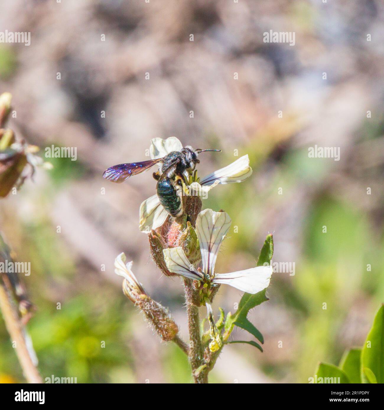 Andrena agilissima, Violet-winged Mining Bee Stock Photo - Alamy