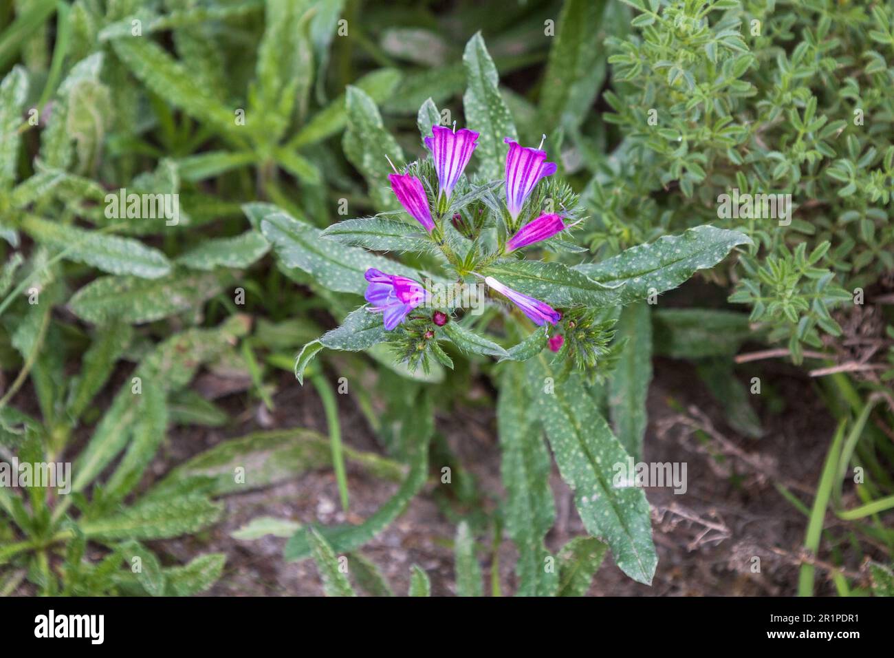 Wild bugloss spain hi-res stock photography and images - Alamy