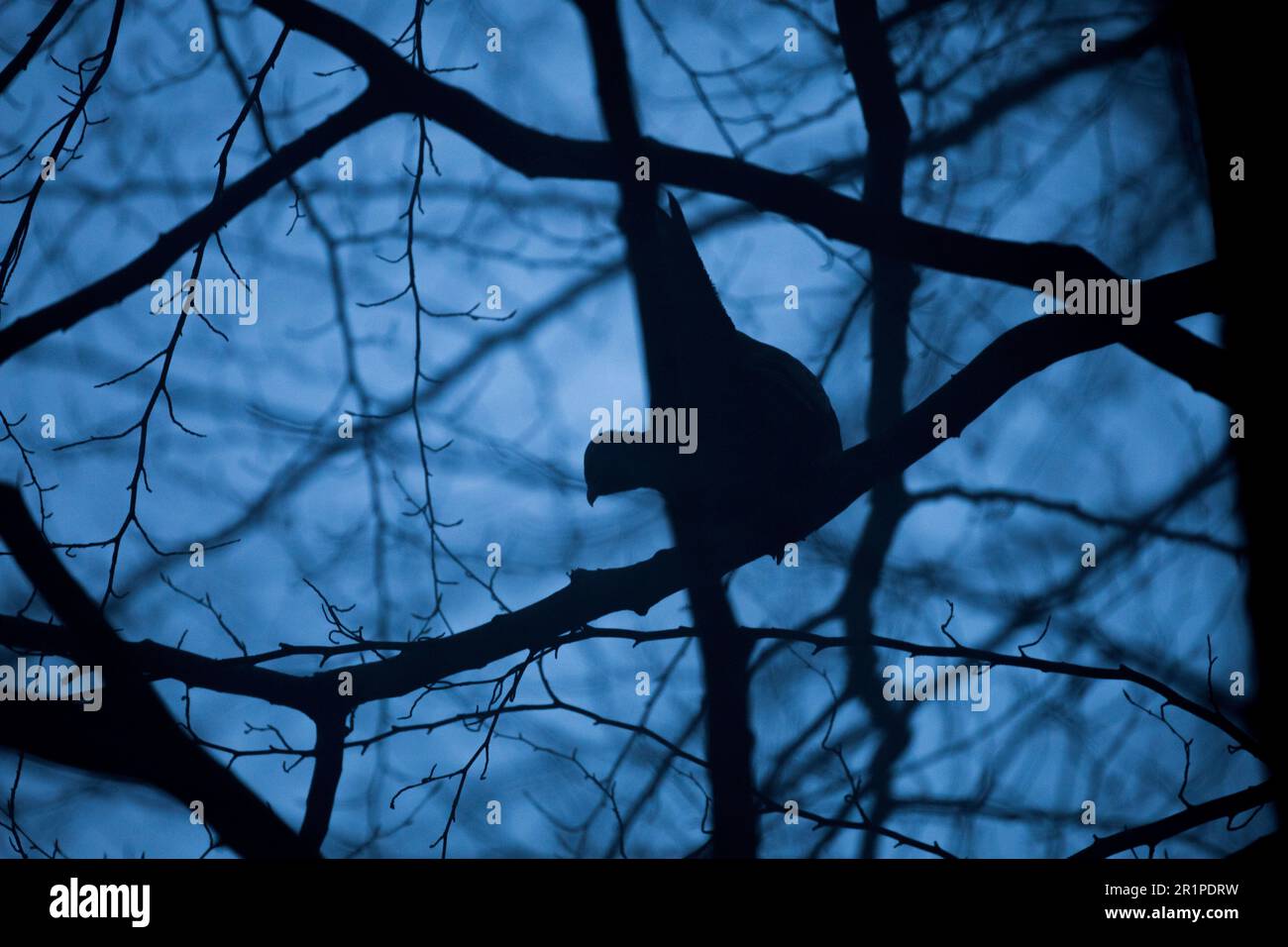 Pheasant on a tree, twilight, silhouettes Stock Photo - Alamy