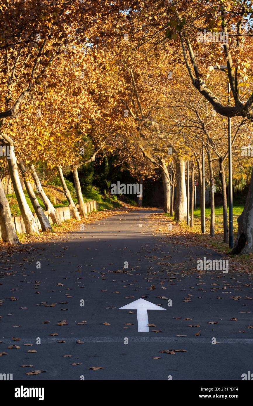 arrow indicating the direction on a country road with trees in autumn ...