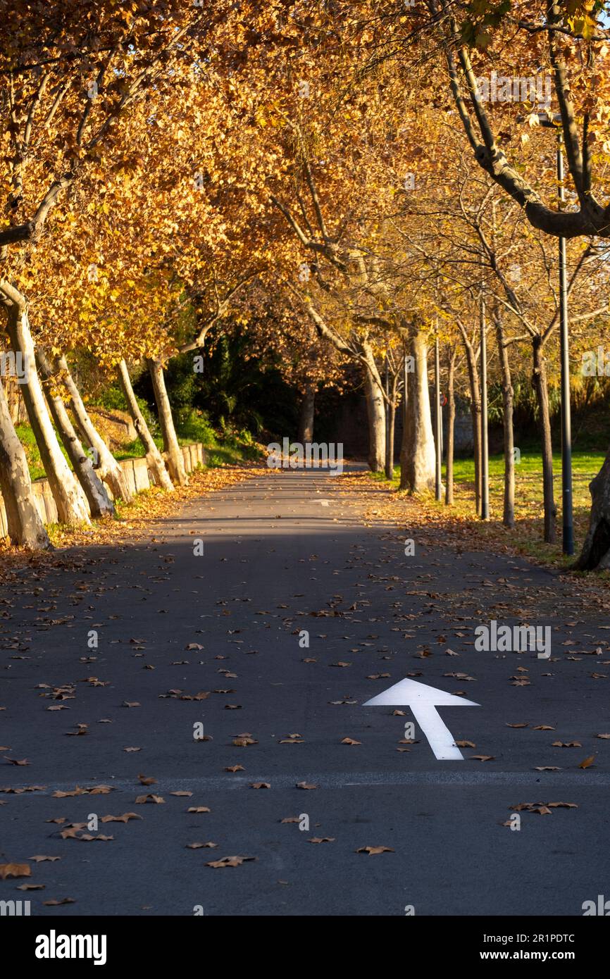 arrow indicating the direction on a country road with trees in autumn ...