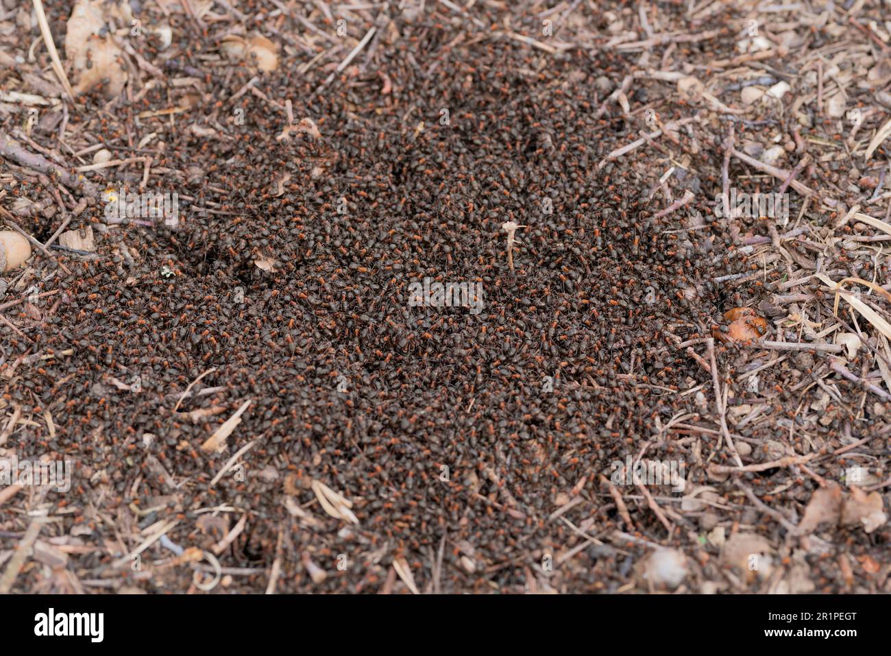 Small young anthill just emerging in nature, April 13, 2023 Stock Photo ...