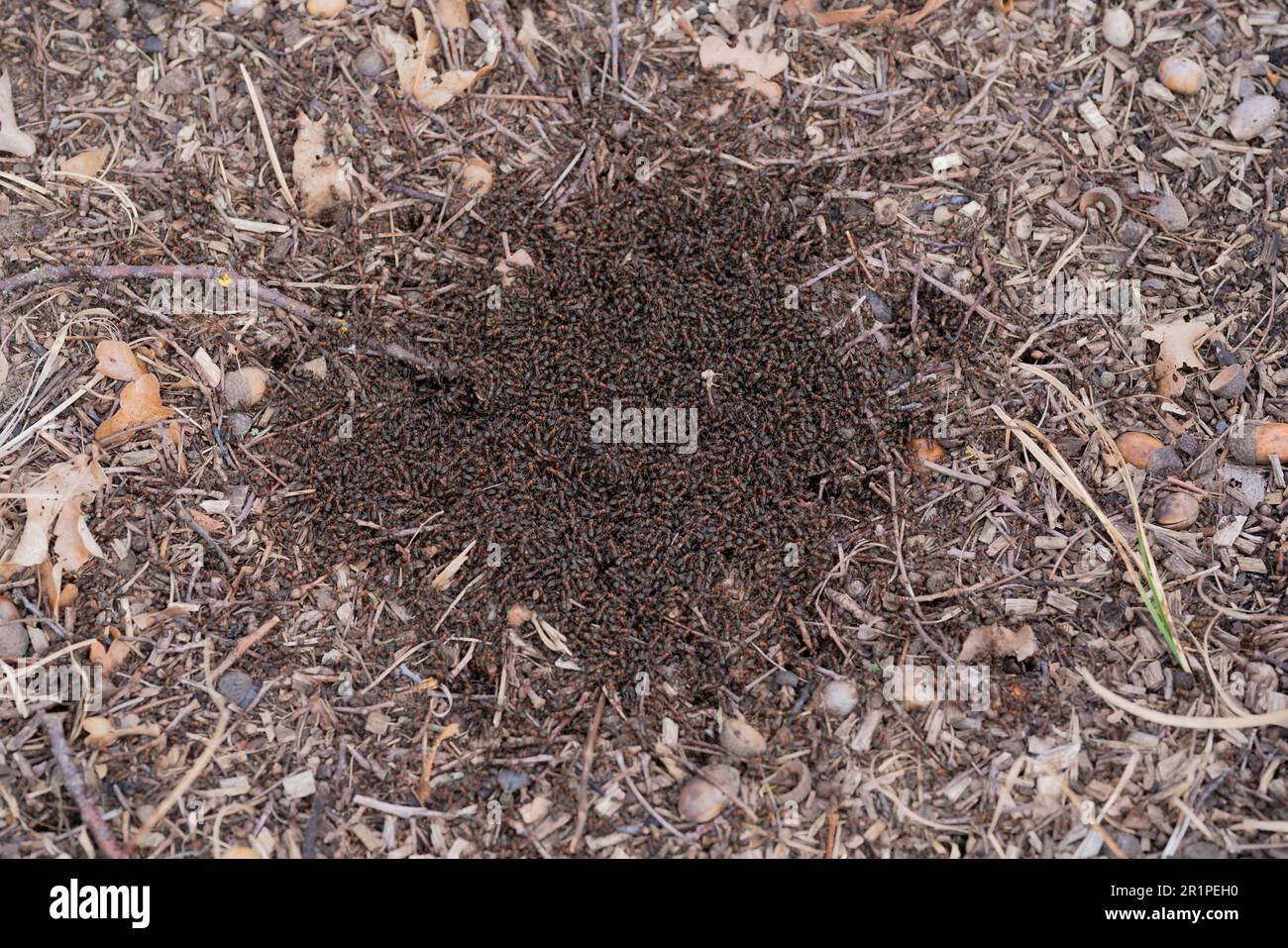 Small young anthill just emerging in nature, April 13, 2023 Stock Photo ...