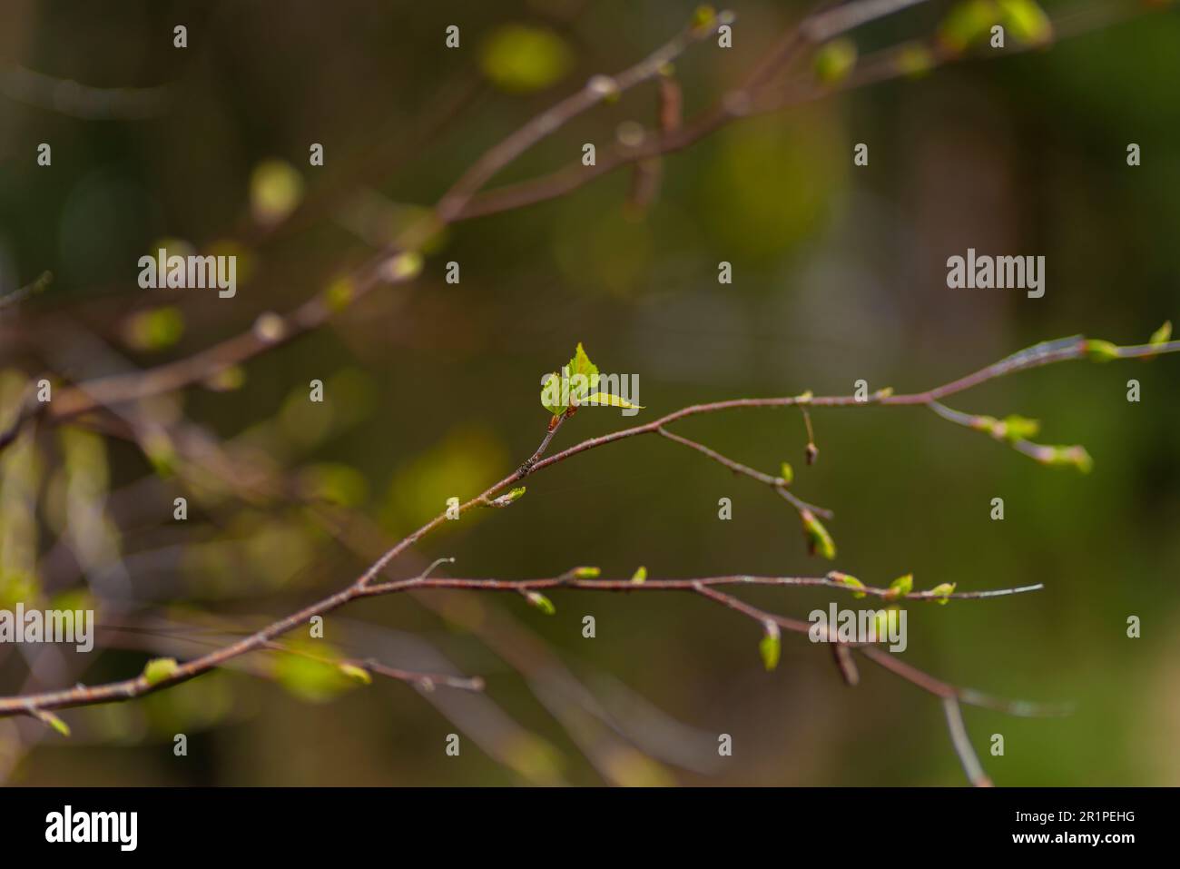 Young alder tree in spring with the first leaves of the year, selective ...