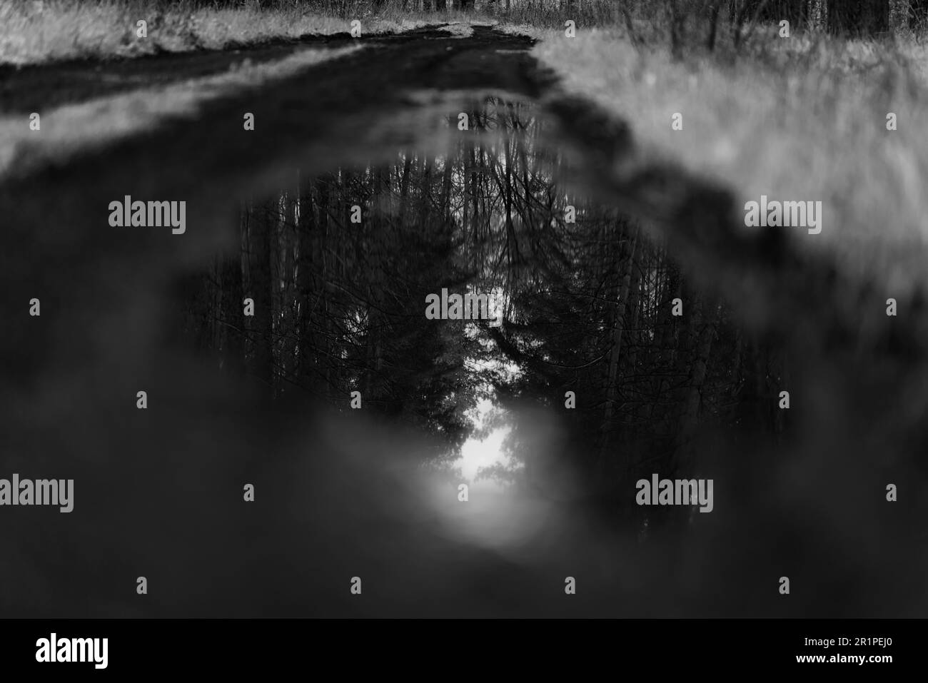 Trees vehicles on street Black and White Stock Photos & Images - Alamy