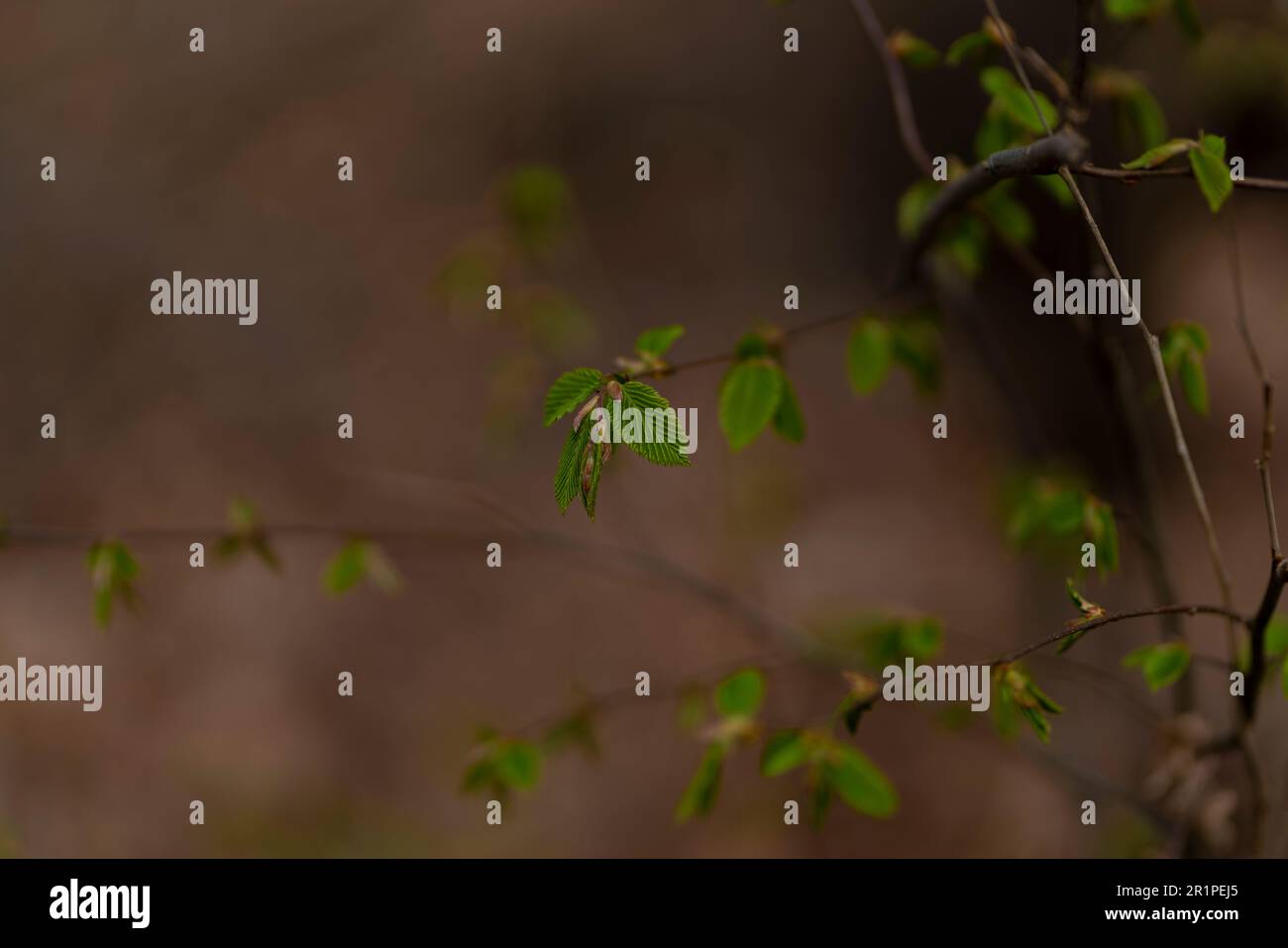 Twig leaves hi-res stock photography and images - Alamy