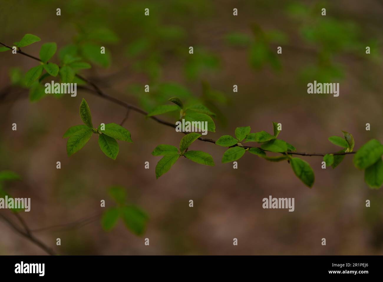 Twig leaves hi-res stock photography and images - Alamy