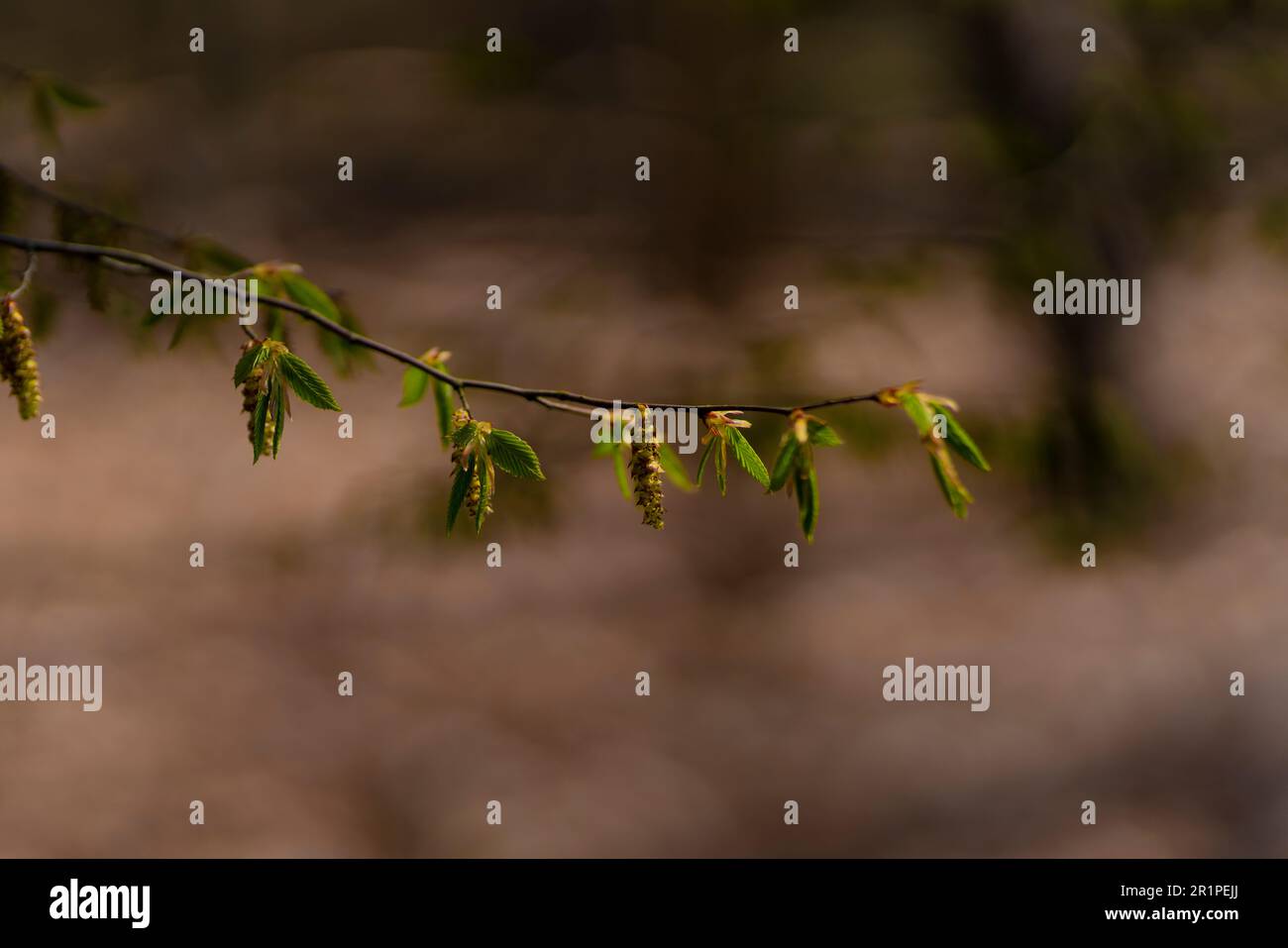 Young alder tree in spring with the first leaves of the year, selective ...