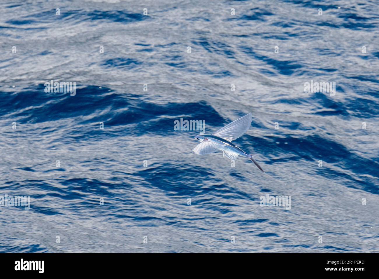 Flyingfish hi-res stock photography and images - Alamy