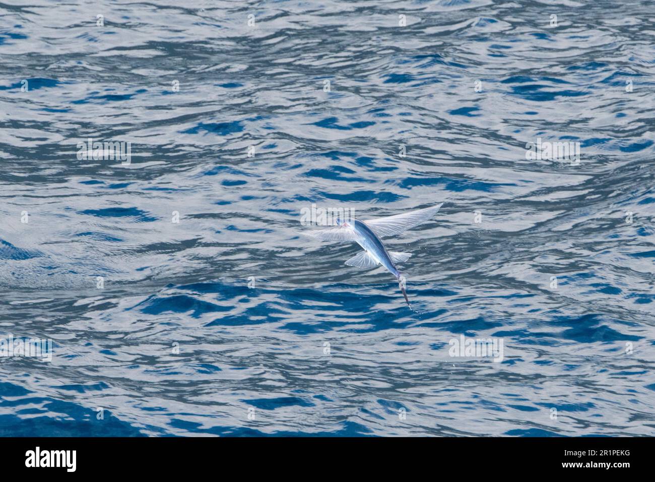 Flyingfish hi-res stock photography and images - Alamy