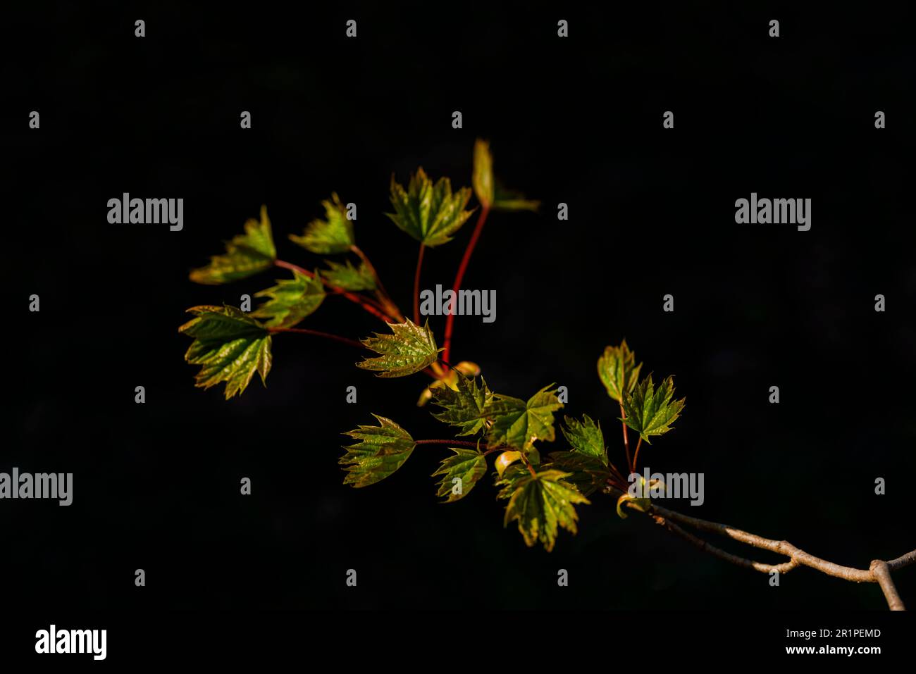 Small young maple tree in spring in the forest with the first leaves of ...