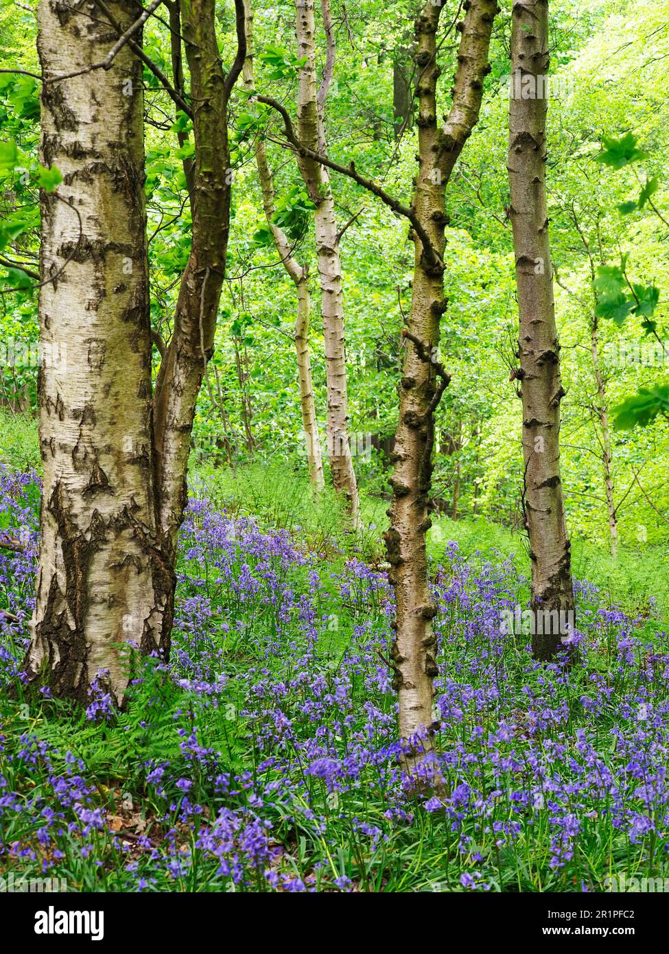Bluebells in bloom in the woods at Harewood near Leeds West Yorkshire ...