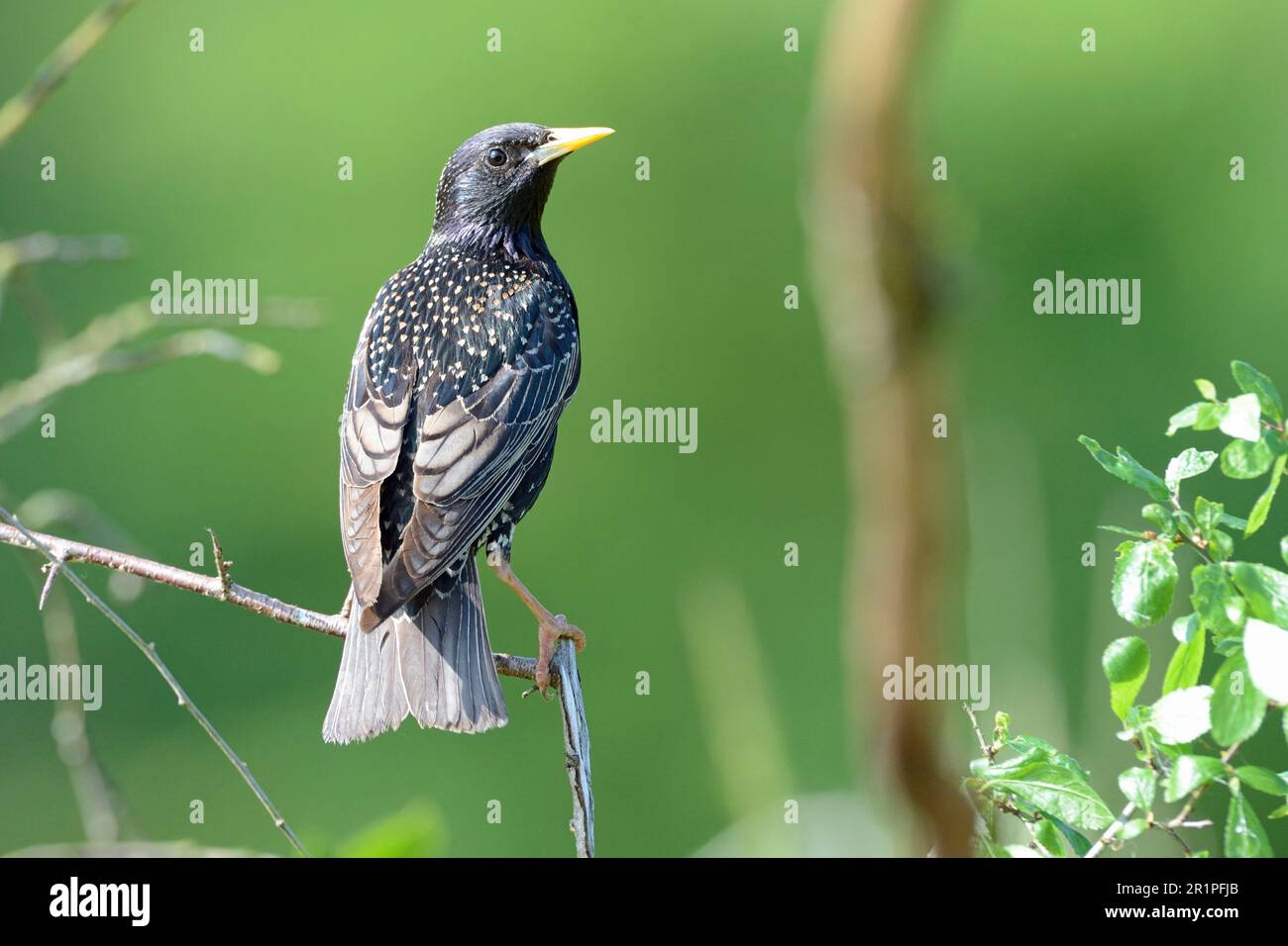 Songbirds in spring hi-res stock photography and images - Alamy