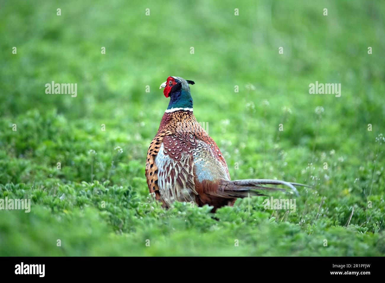 Pheasant, mating season Stock Photo - Alamy