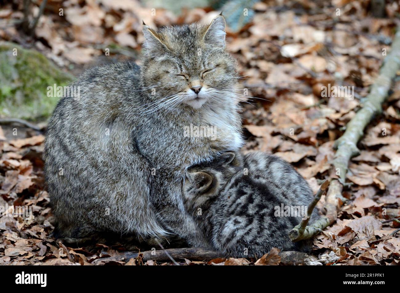 Wild cat with cub Stock Photo - Alamy