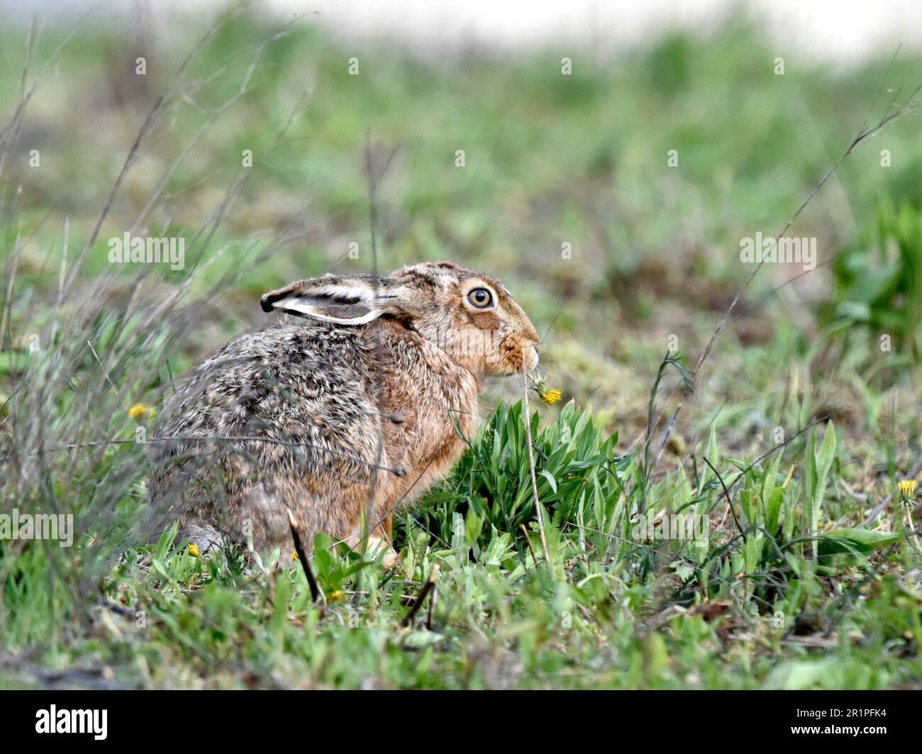 Hare free hi-res stock photography and images - Alamy