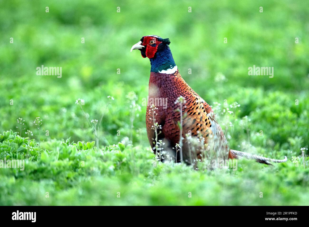 Pheasant, mating season Stock Photo - Alamy