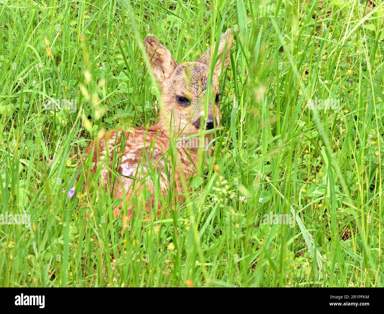 Fawn hiding in grass Stock Photo - Alamy