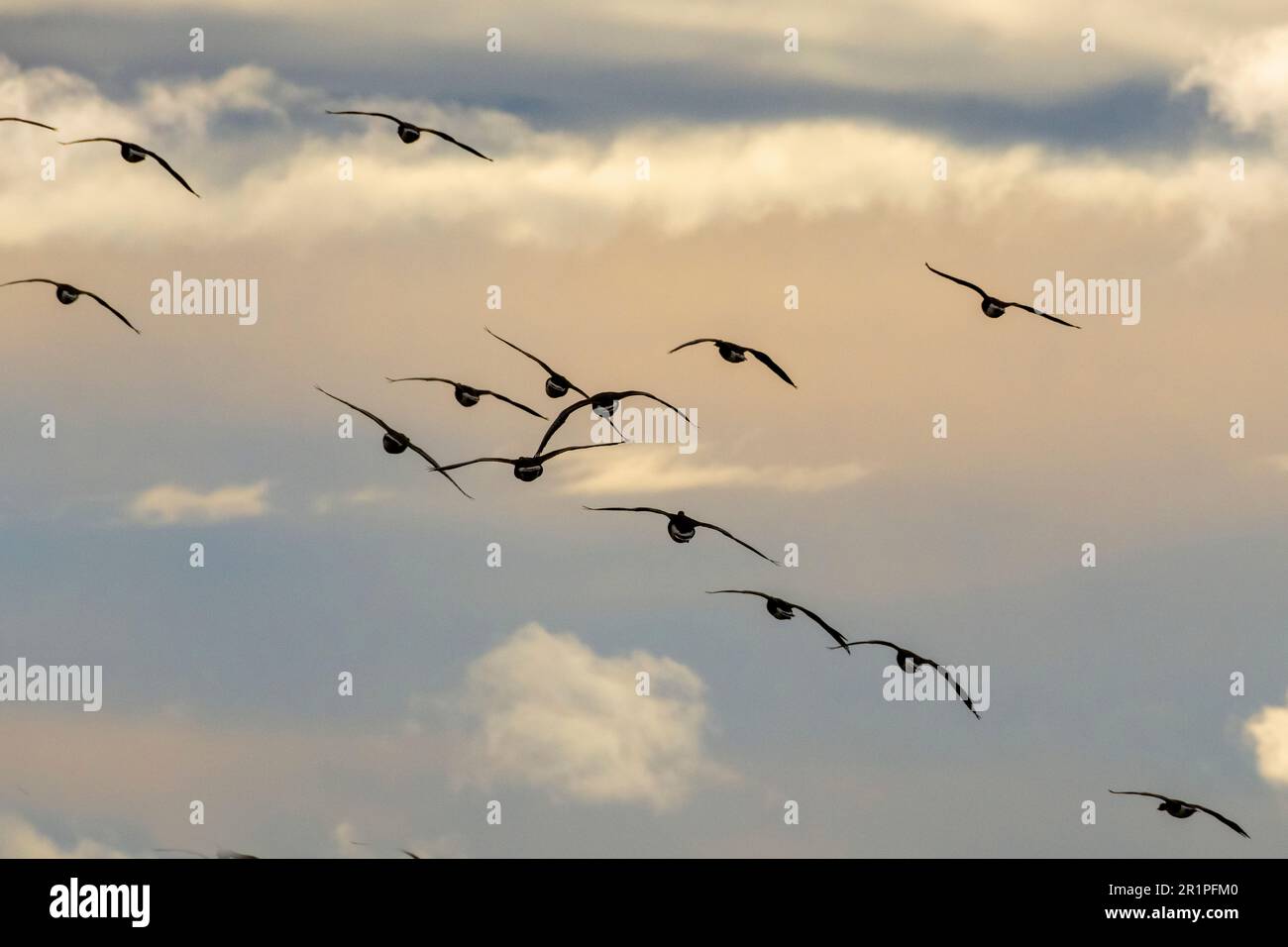 Grey geese, flying Stock Photo - Alamy