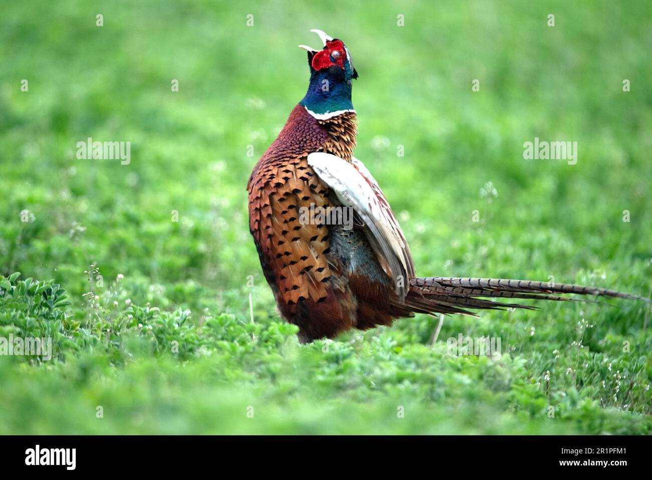 Pheasant, mating season Stock Photo - Alamy