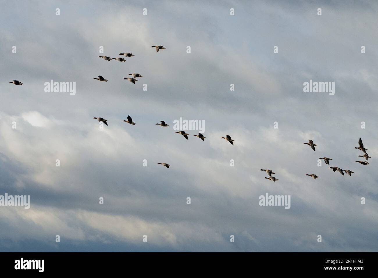 Flying grey geese hi-res stock photography and images - Alamy