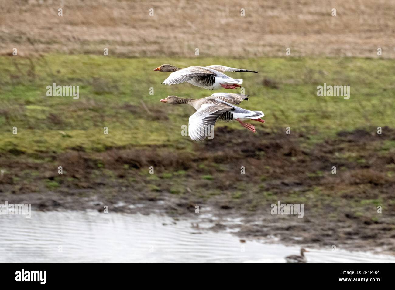 Flying birds grey hi-res stock photography and images - Alamy