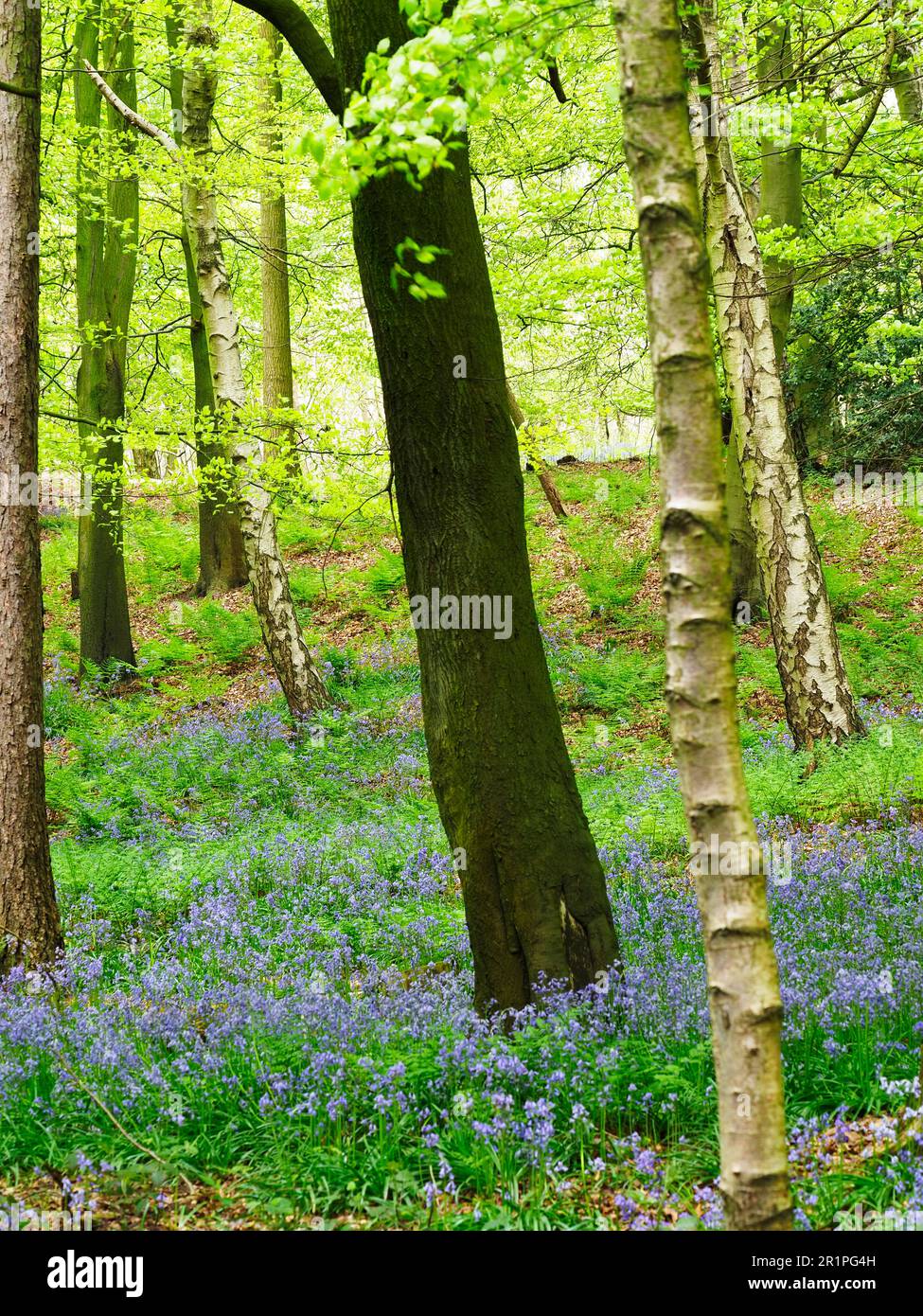 Bluebells in bloom in the woods at Harewood near Leeds West Yorkshire ...