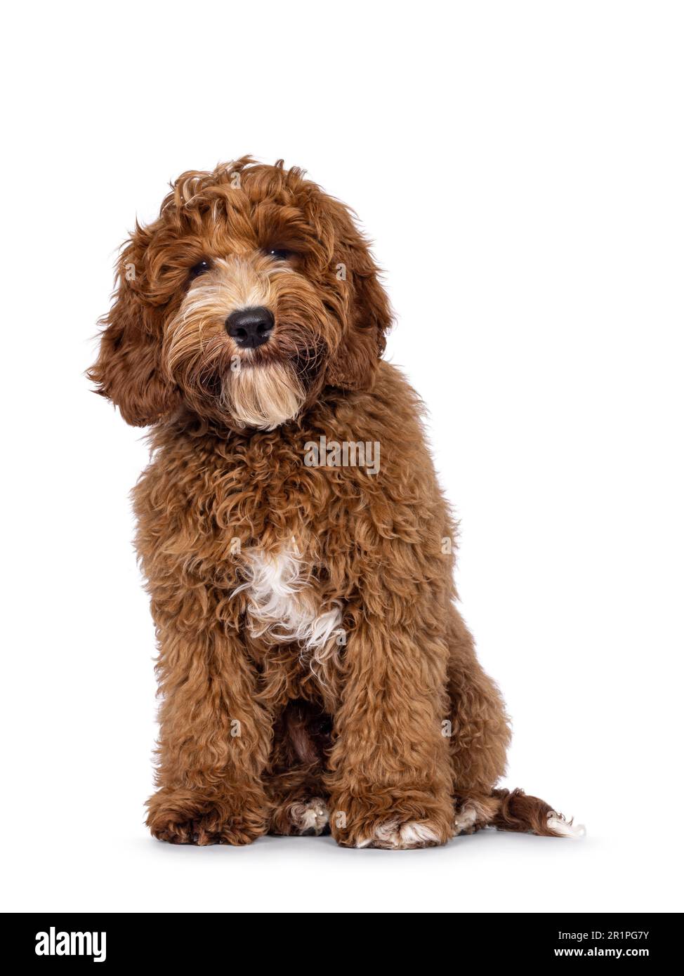Adorable Autralian Cobberdog aka Labradoodle dog pup, sitting up facing ...