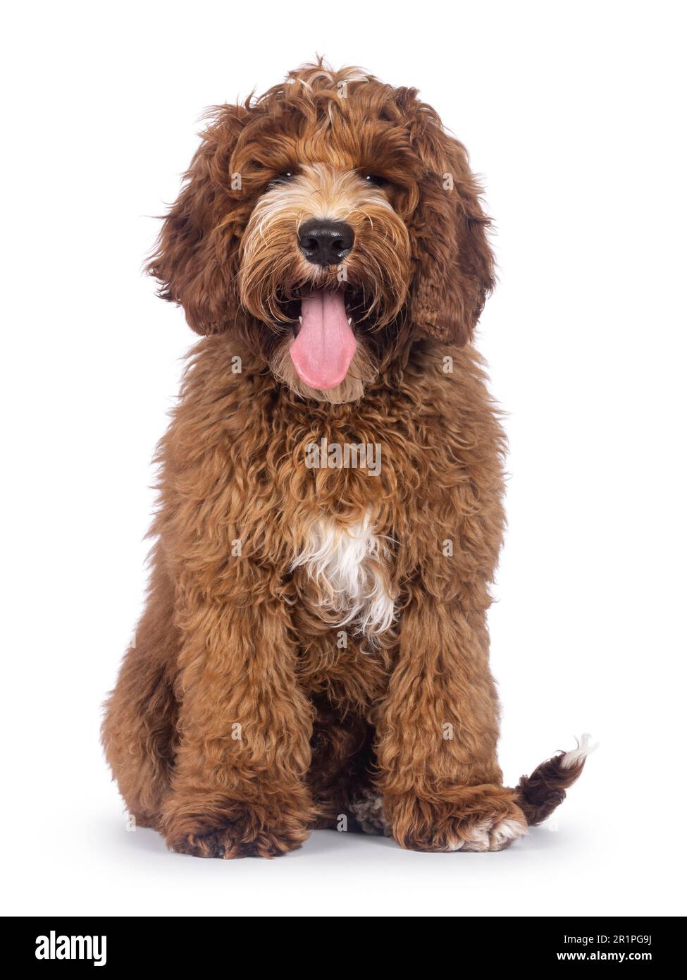 Adorable Autralian Cobberdog aka Labradoodle dog pup, sitting up facing ...