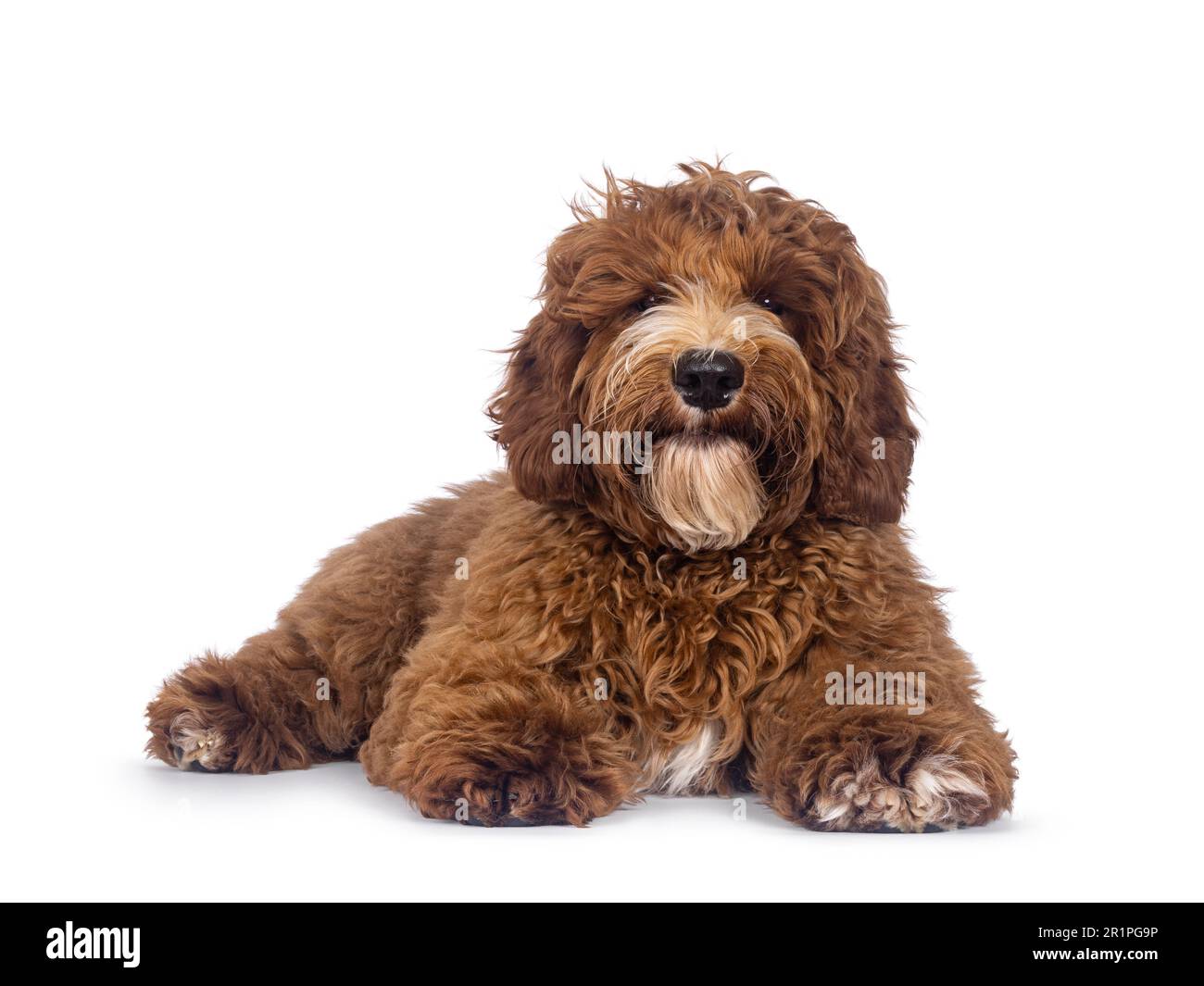 Adorable Autralian Cobberdog aka Labradoodle dog pup, laying down ...