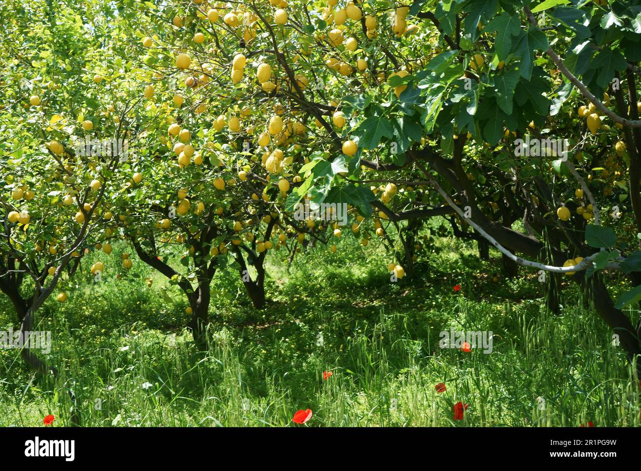 Lemon tree, garden in Acciaroli, Pollica, Cilento, Italy Stock Photo ...