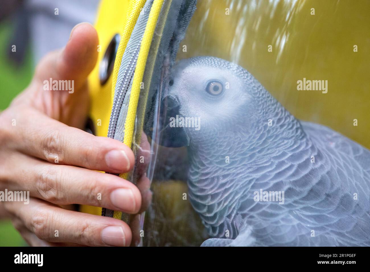 A Singaporean takes his pet African grey parrot for a walk in a ...