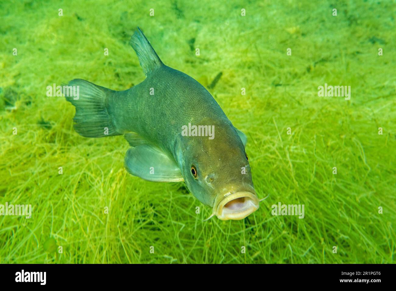 Tench, Tinca tinca Stock Photo - Alamy