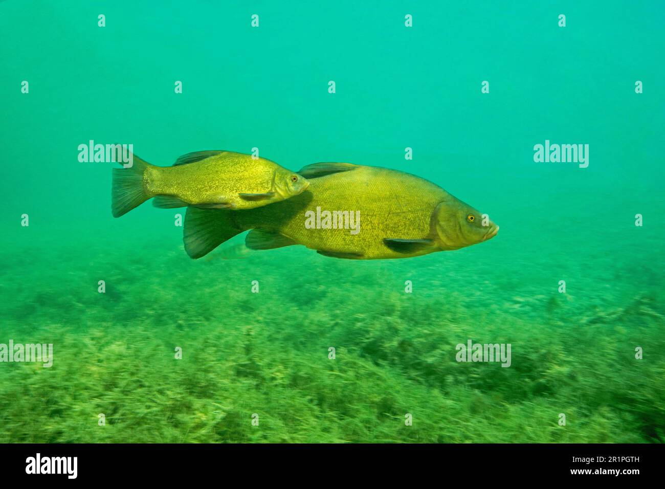 Tench tinca tinca swimming underwater hi-res stock photography and ...