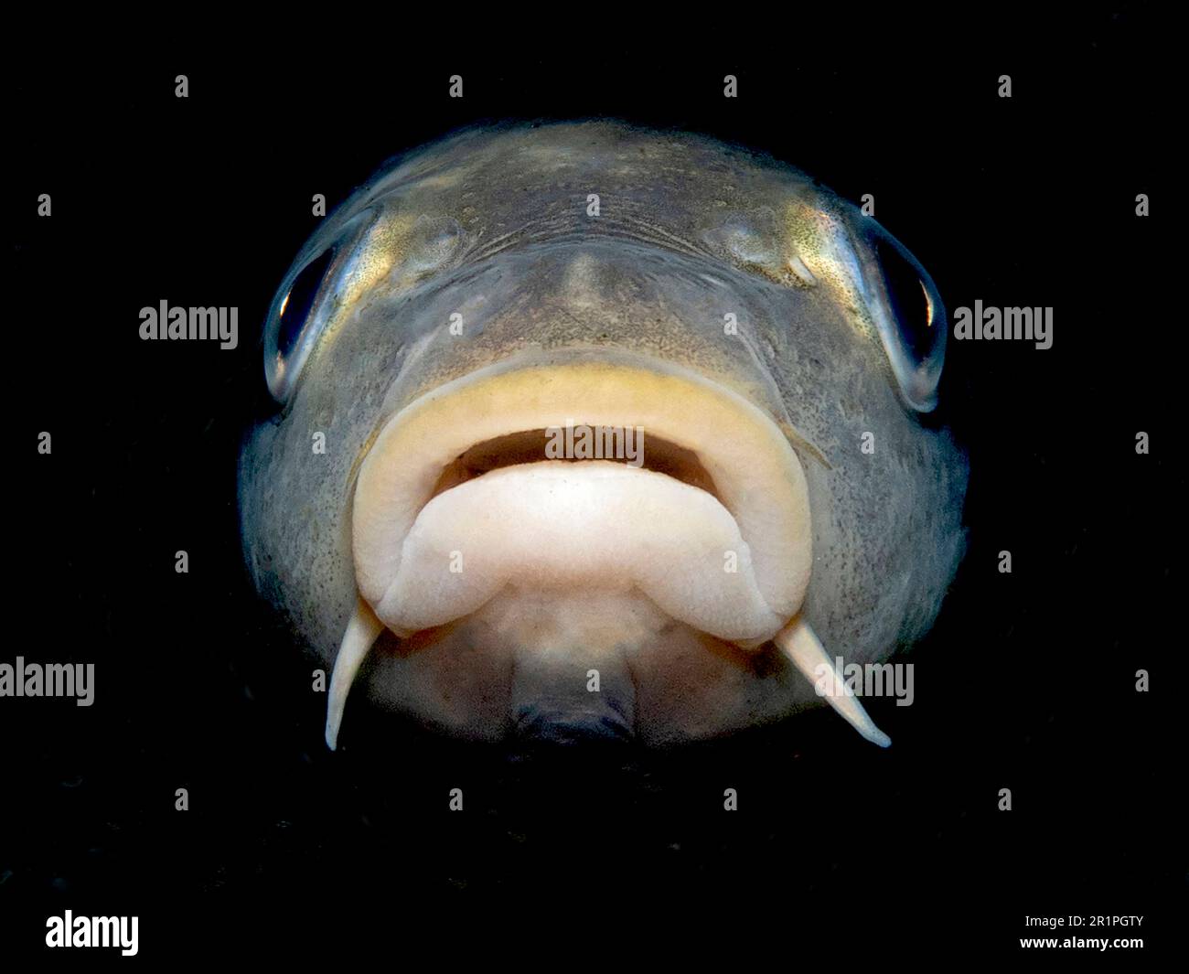 Close up frontal view water hi-res stock photography and images - Alamy