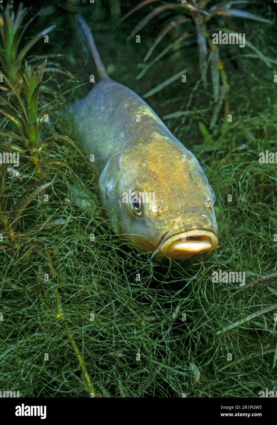Tench, Tinca tinca Stock Photo - Alamy