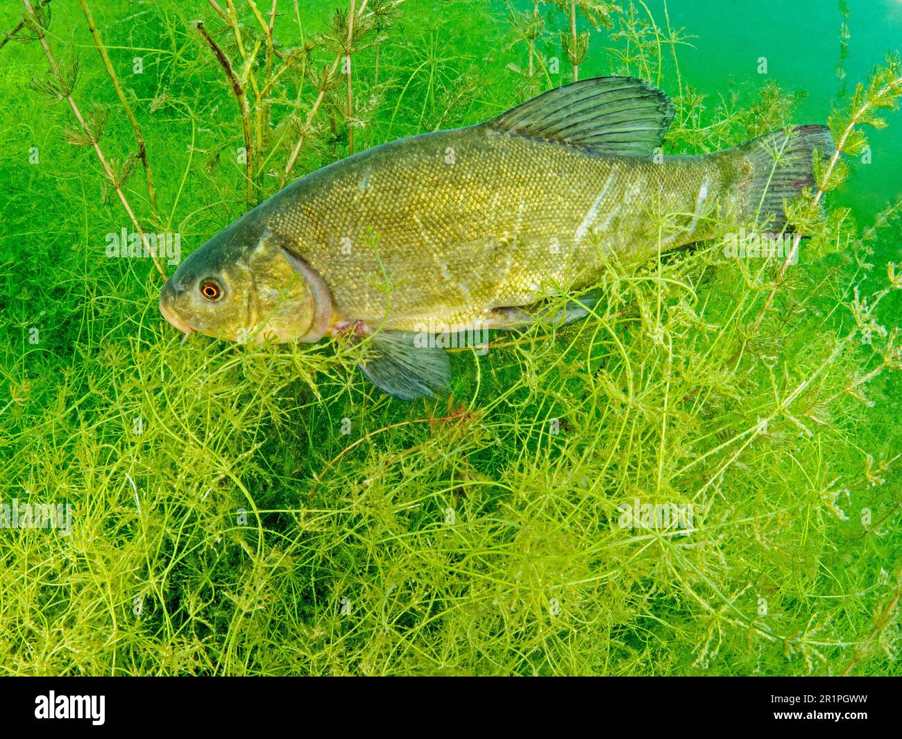 Tench, Tinca tinca Stock Photo - Alamy