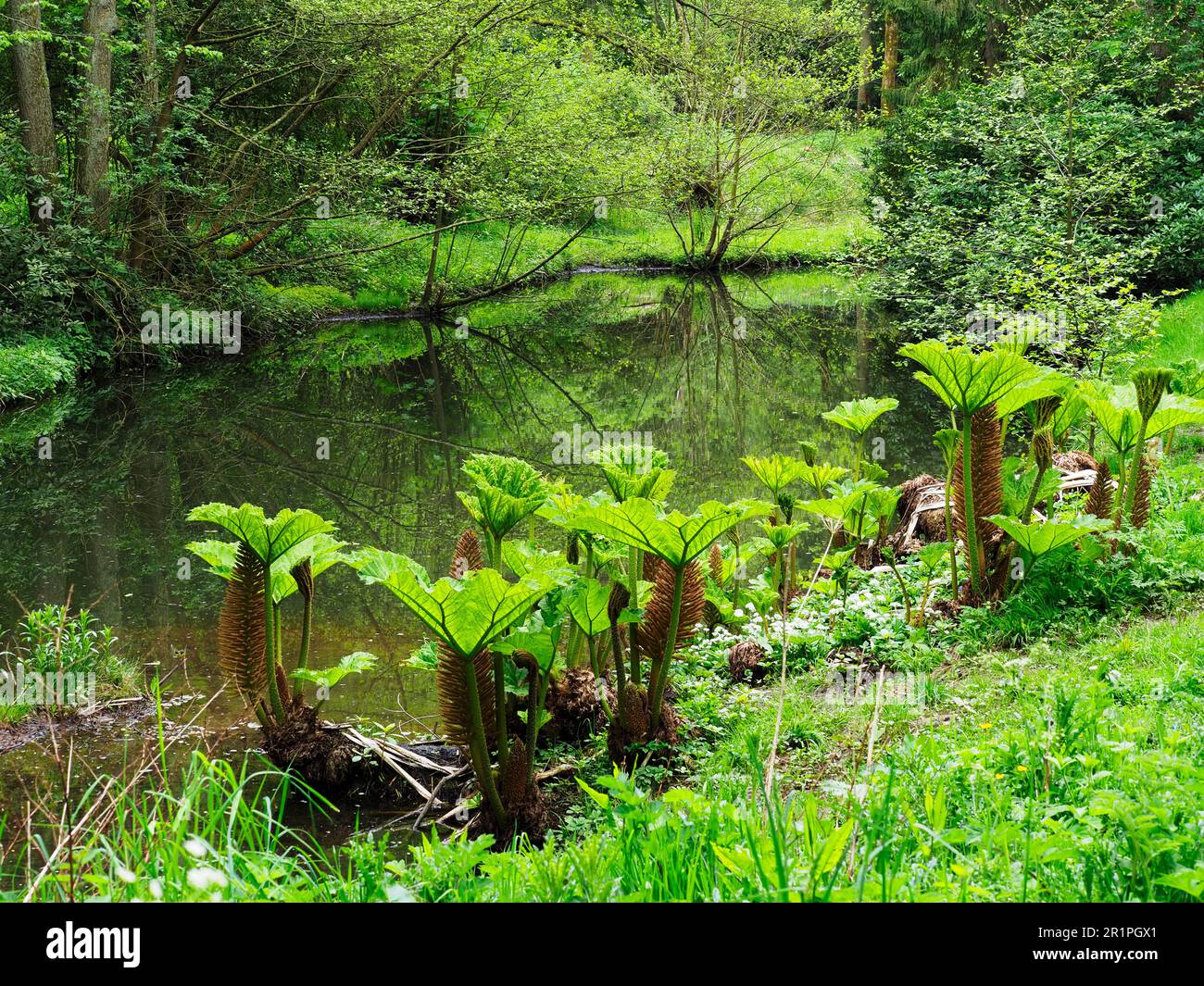 Gunnera plants in spring by a pool below New Bridge in woodland at ...